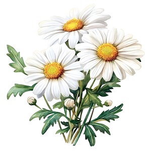 16 Daisy Flowers Clipart, Spring Wildflowers Clipart, High Quality Jpgs ...