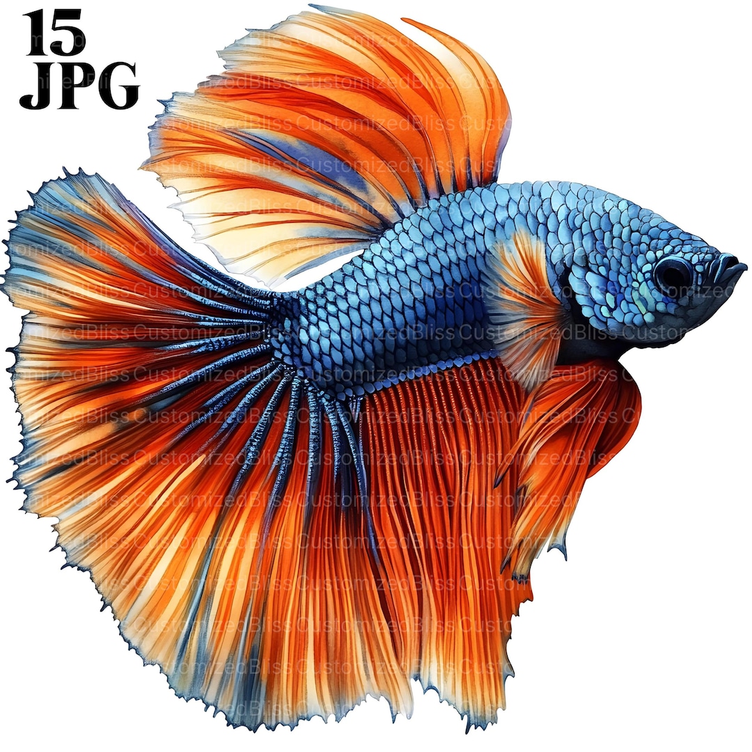 Betta Fish Clipart Bundle, Betta Clipart, Betta Fish Clip Art ...