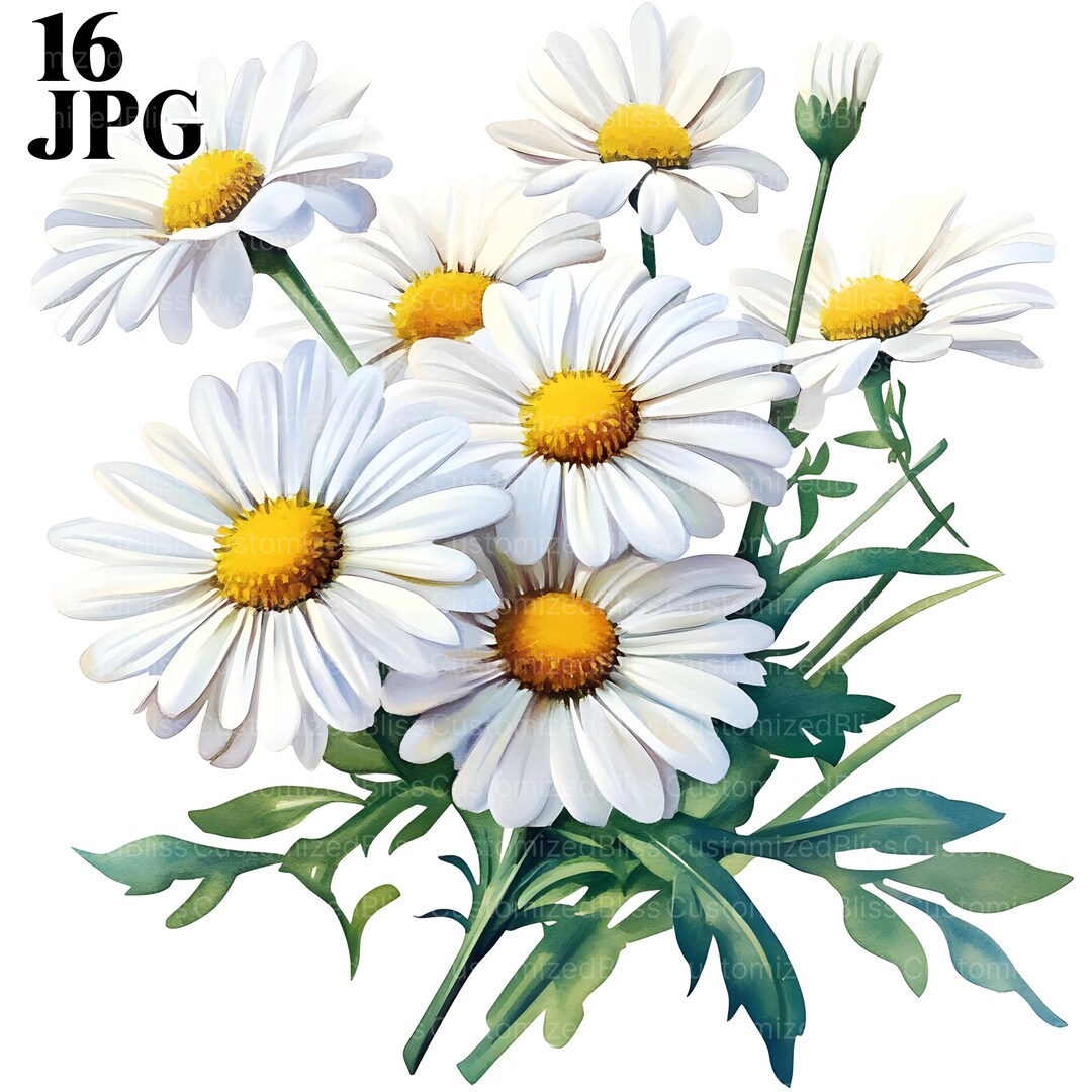 16 Daisy Flowers Clipart, Spring Wildflowers Clipart, High Quality Jpgs ...