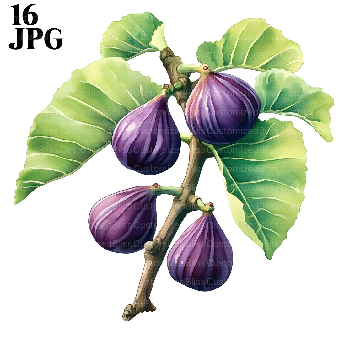 16 Fig Tree Clipart, Fig Tree Branch Clipart, High Quality Jpgs ...