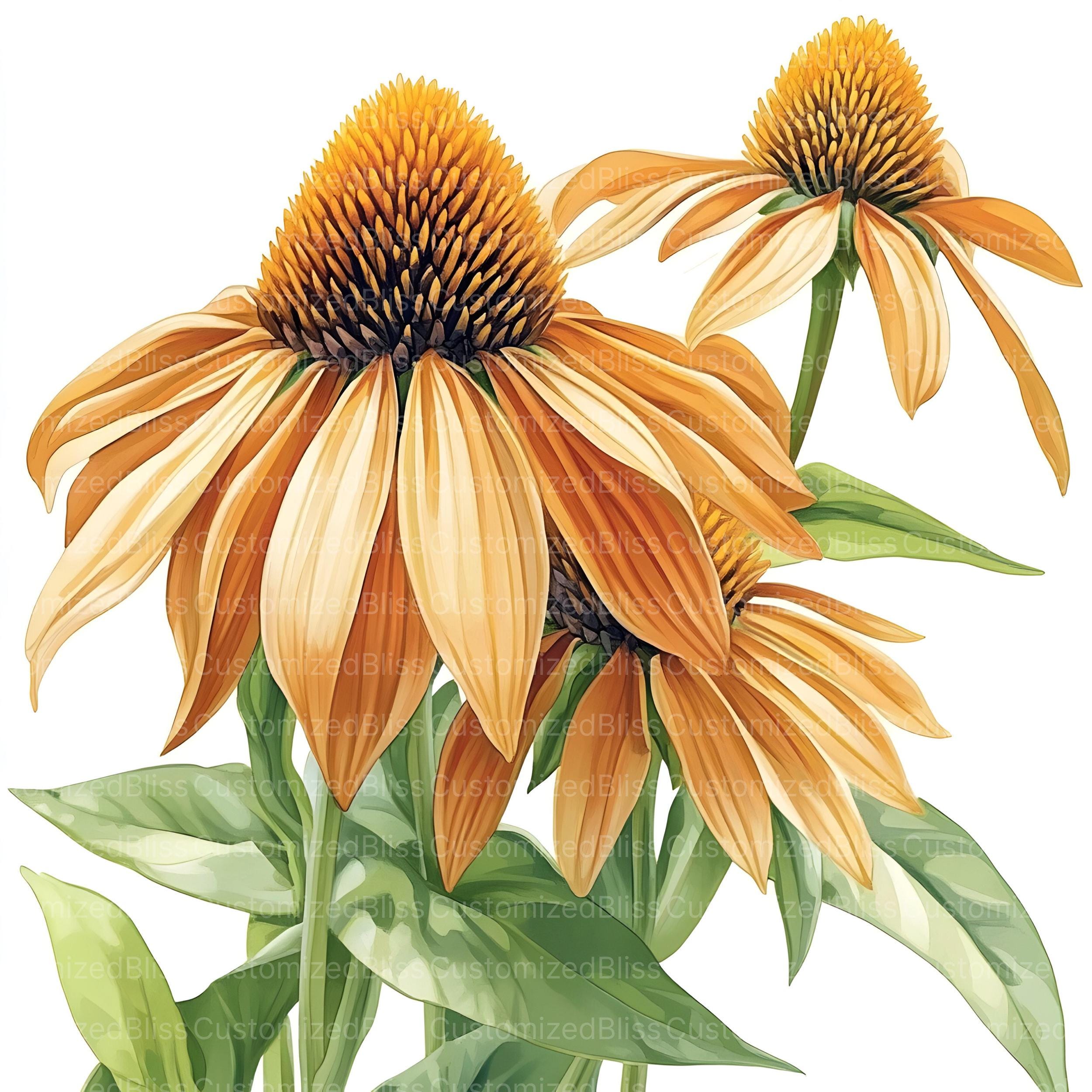 Coneflower Flower Mix Clipart Bundle, Coneflower Clipart, 15 High ...