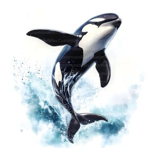 20 Killer Whale Clipart, Orca Clipart, Orca Whale, Marine Clipart ...