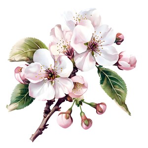 15 Apple Blossom Clipart, Apple Tree Clipart, Nature Clipart, Flower ...