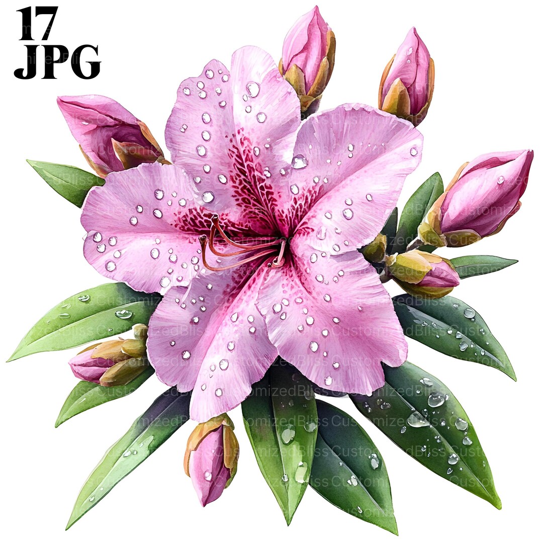 17 Azalea Clipart, Azalea Flower Clipart, Cute Flower, High Quality ...