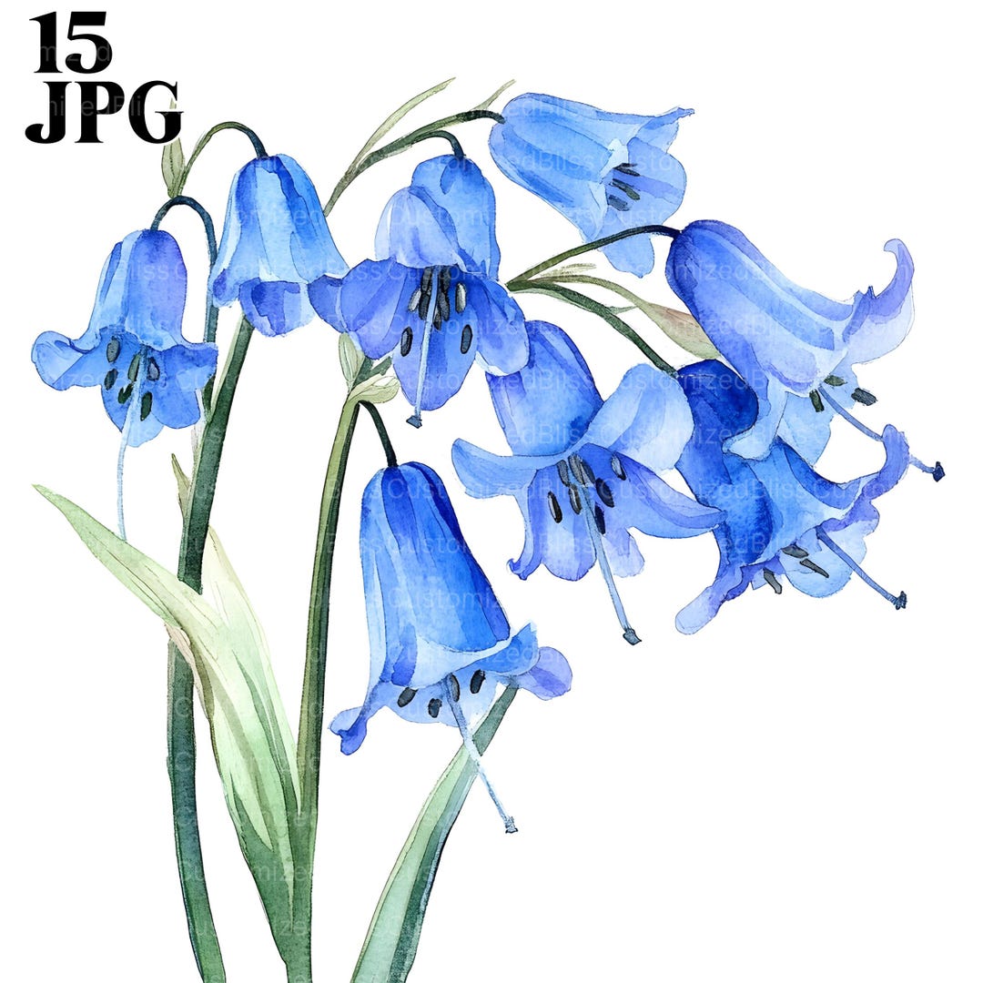 15 Bluebells Clipart, Watercolor Bluebells, Bluebell Print, Watercolor ...