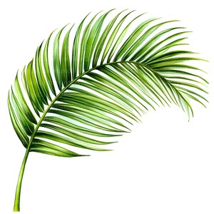 18 Palm Beach Leaf Clipart, Palm Clipart, Tropical Leaf Images, JPG ...