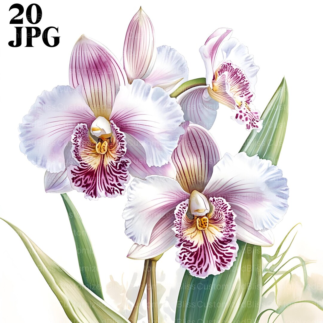 20 Orchid Clipart, Orchid Printable, Orchid Watercolors, High Quality ...