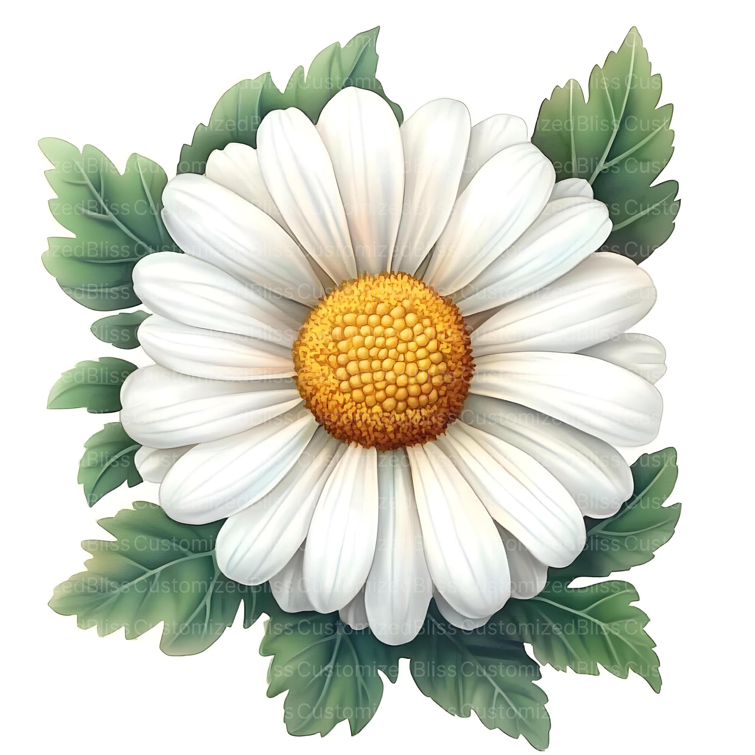 12 Watercolor Daisy Clipart, Daisies Clipart, Spring Flower, High ...