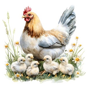 Chicken Family Rooster Chick Clipart Bundle, 16 High Quality Jpgs ...