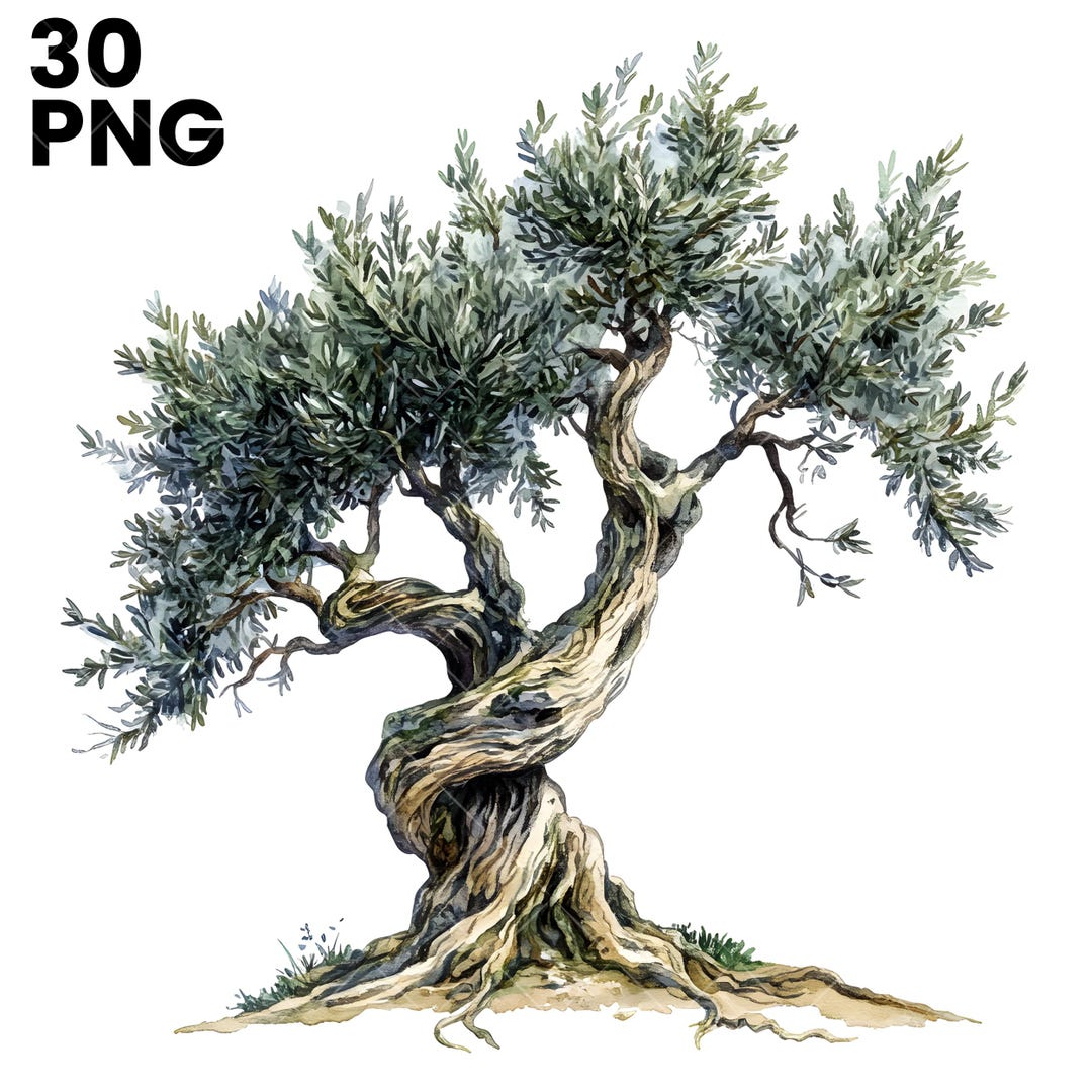 30 Olive Tree Clipart, Olive Tree PNG, Olive Tree Summer and Fall ...