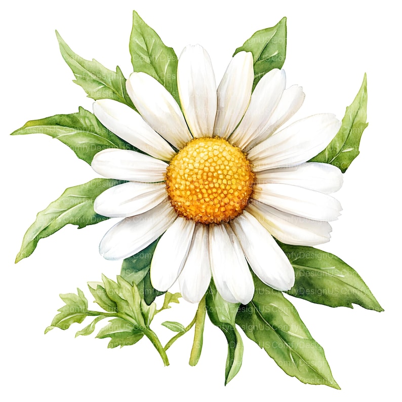 12 Watercolor Daisy Clipart, Daisies Clipart, Spring Flower, High ...