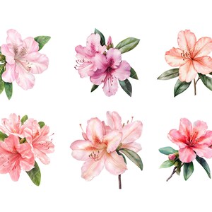 36 Azalea Flower Clipart, Azalea Clipart, Azalea PNG, Pink Azaleas ...