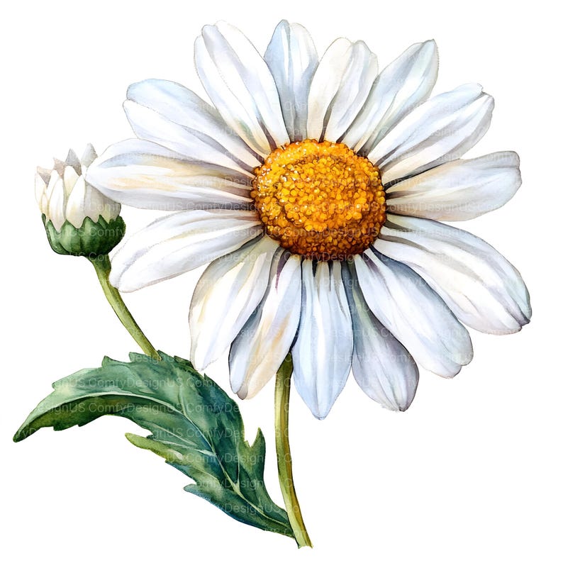 12 Watercolor Daisy Clipart, Daisies Clipart, Spring Flower, High ...