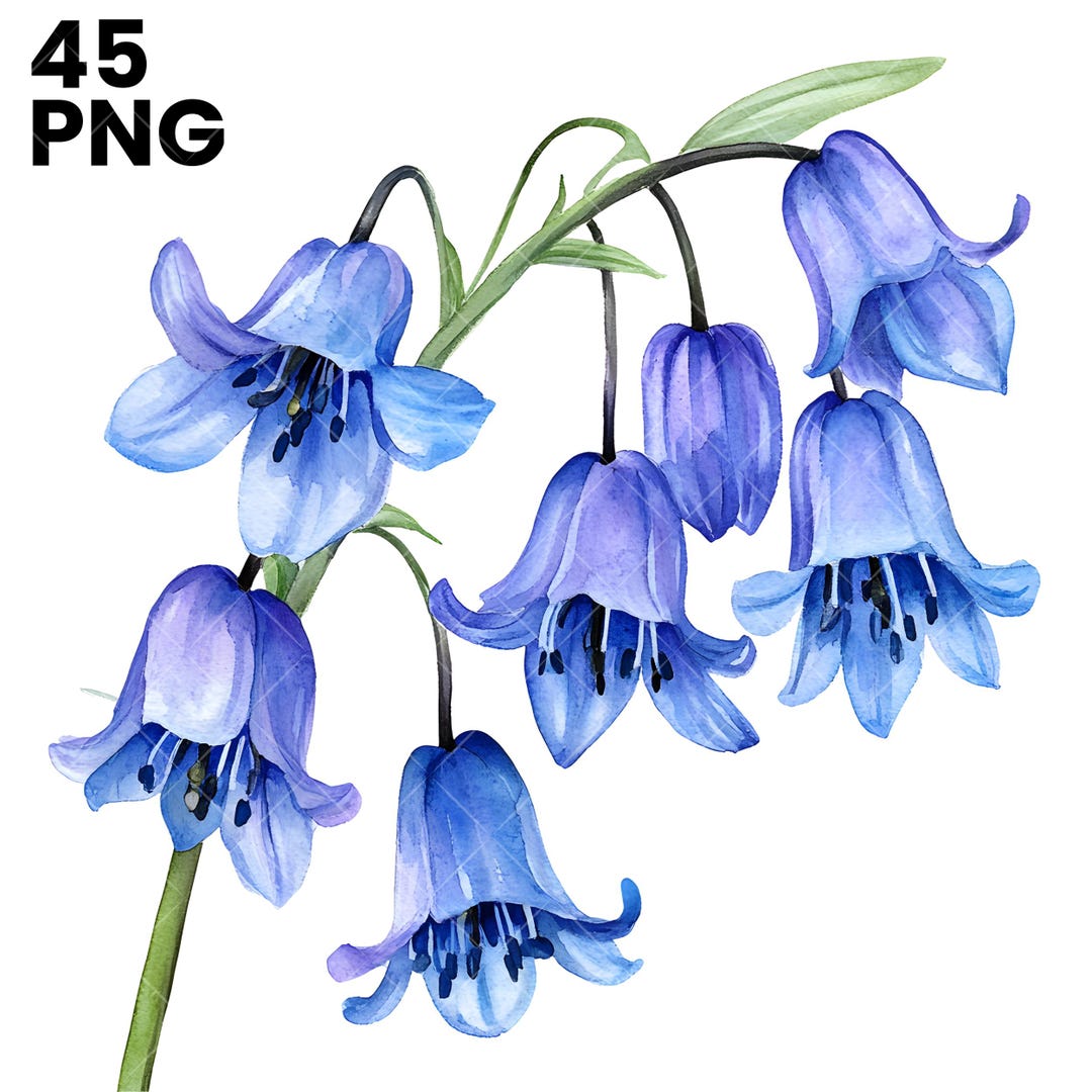 45 Bluebells Clipart, Watercolor Bluebells, Blue Bell PNG, Printable ...