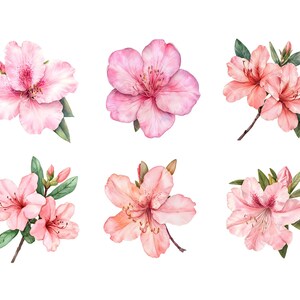 36 Azalea Flower Clipart, Azalea Clipart, Azalea PNG, Pink Azaleas ...