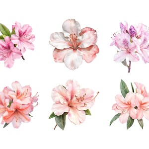 36 Azalea Flower Clipart, Azalea Clipart, Azalea PNG, Pink Azaleas ...