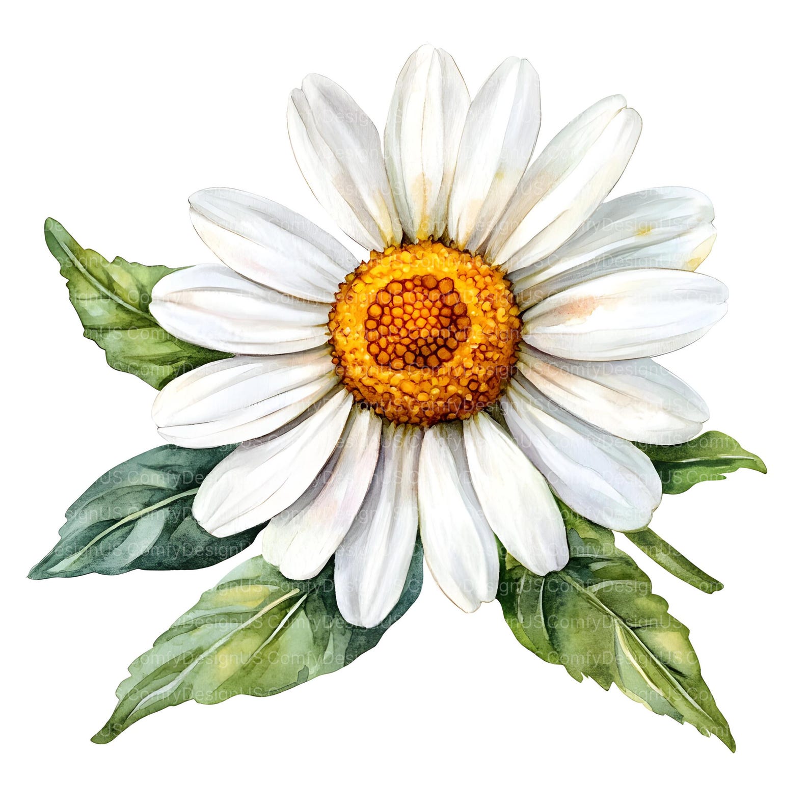 12 Watercolor Daisy Clipart, Daisies Clipart, Spring Flower, High ...