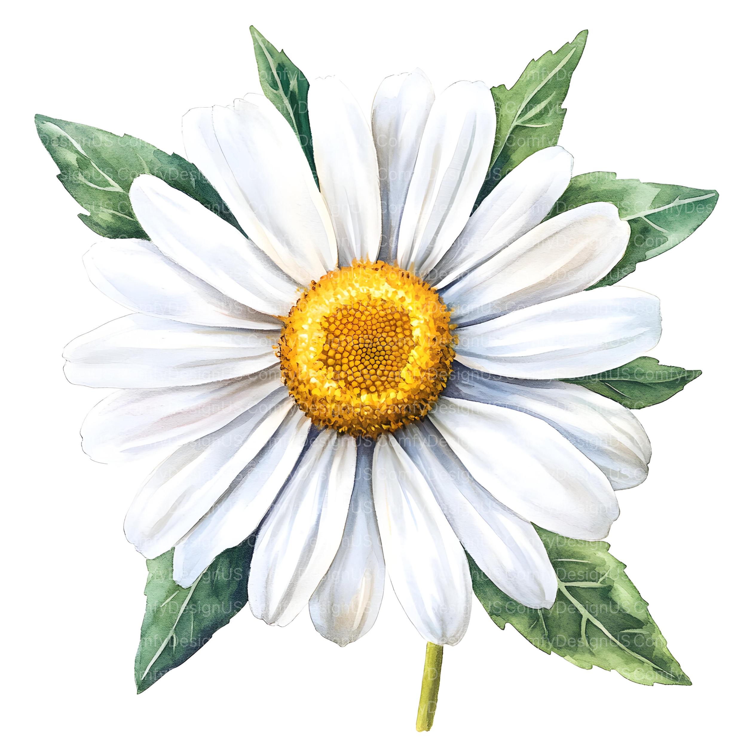 12 Watercolor Daisy Clipart, Daisies Clipart, Spring Flower, High ...