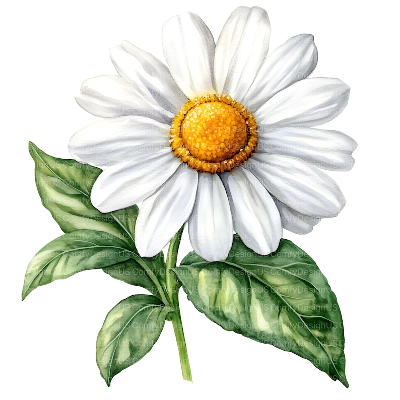 12 Watercolor Daisy Clipart, Daisies Clipart, Spring Flower, High ...