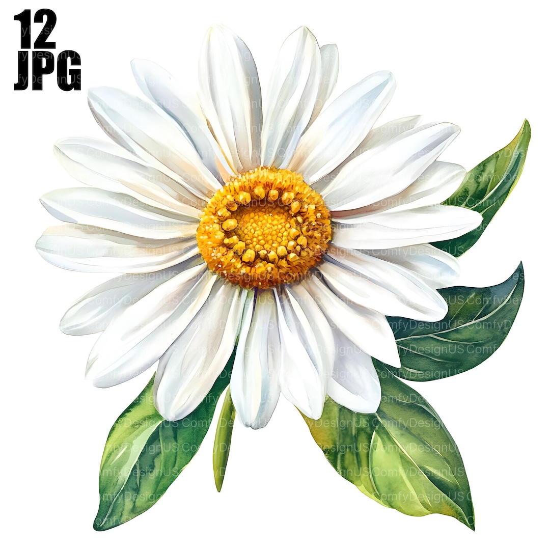 12 Watercolor Daisy Clipart, Daisies Clipart, Spring Flower, High ...