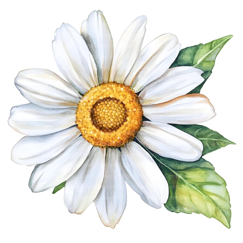 12 Watercolor Daisy Clipart, Daisies Clipart, Spring Flower, High ...