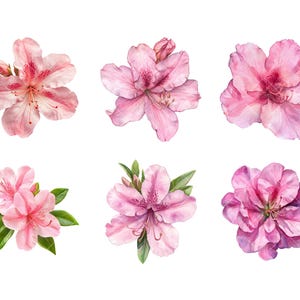 36 Azalea Flower Clipart, Azalea Clipart, Azalea PNG, Pink Azaleas ...