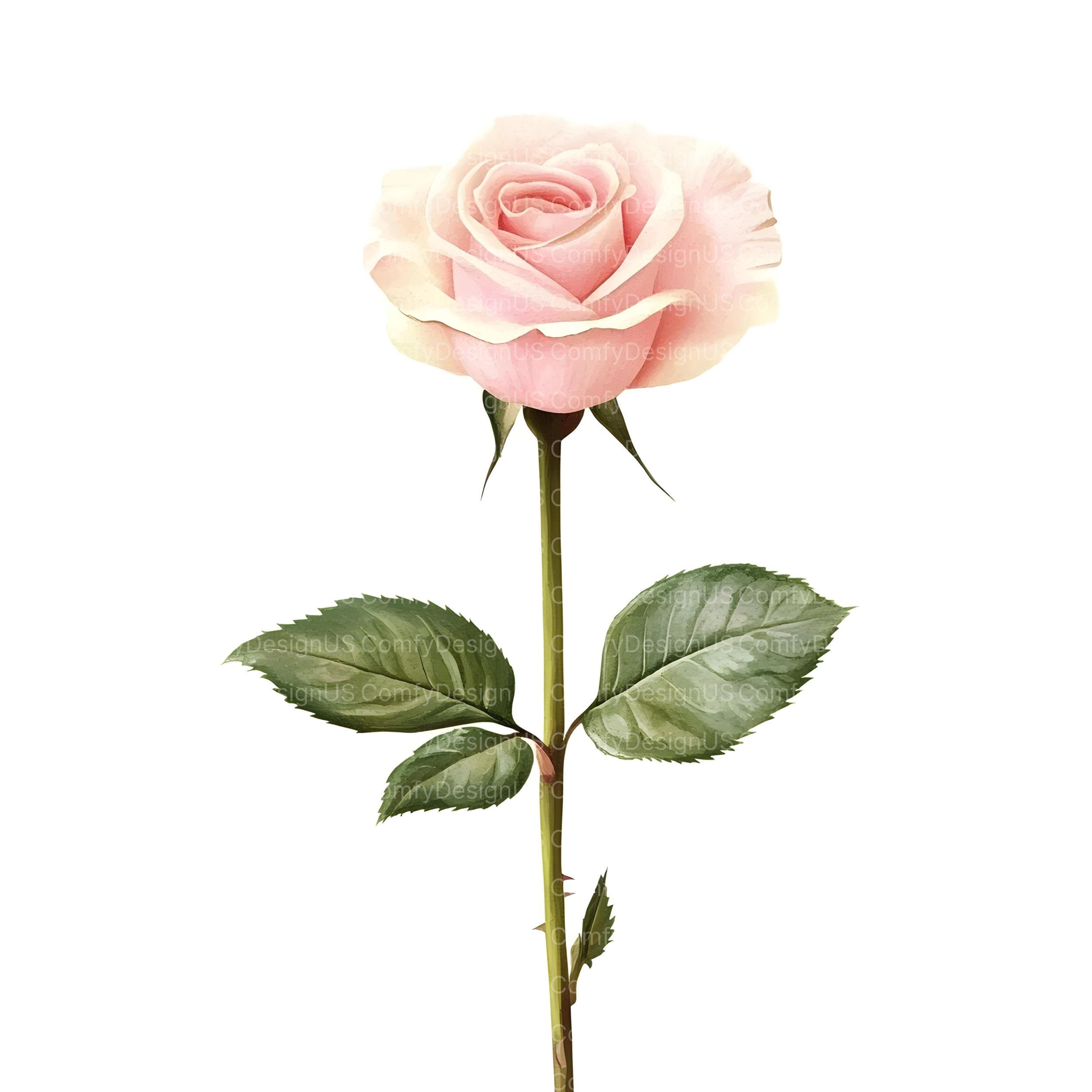 14 Pink Rose, Watercolor Pink Rose Clipart Bundle, Wedding Bouquet ...
