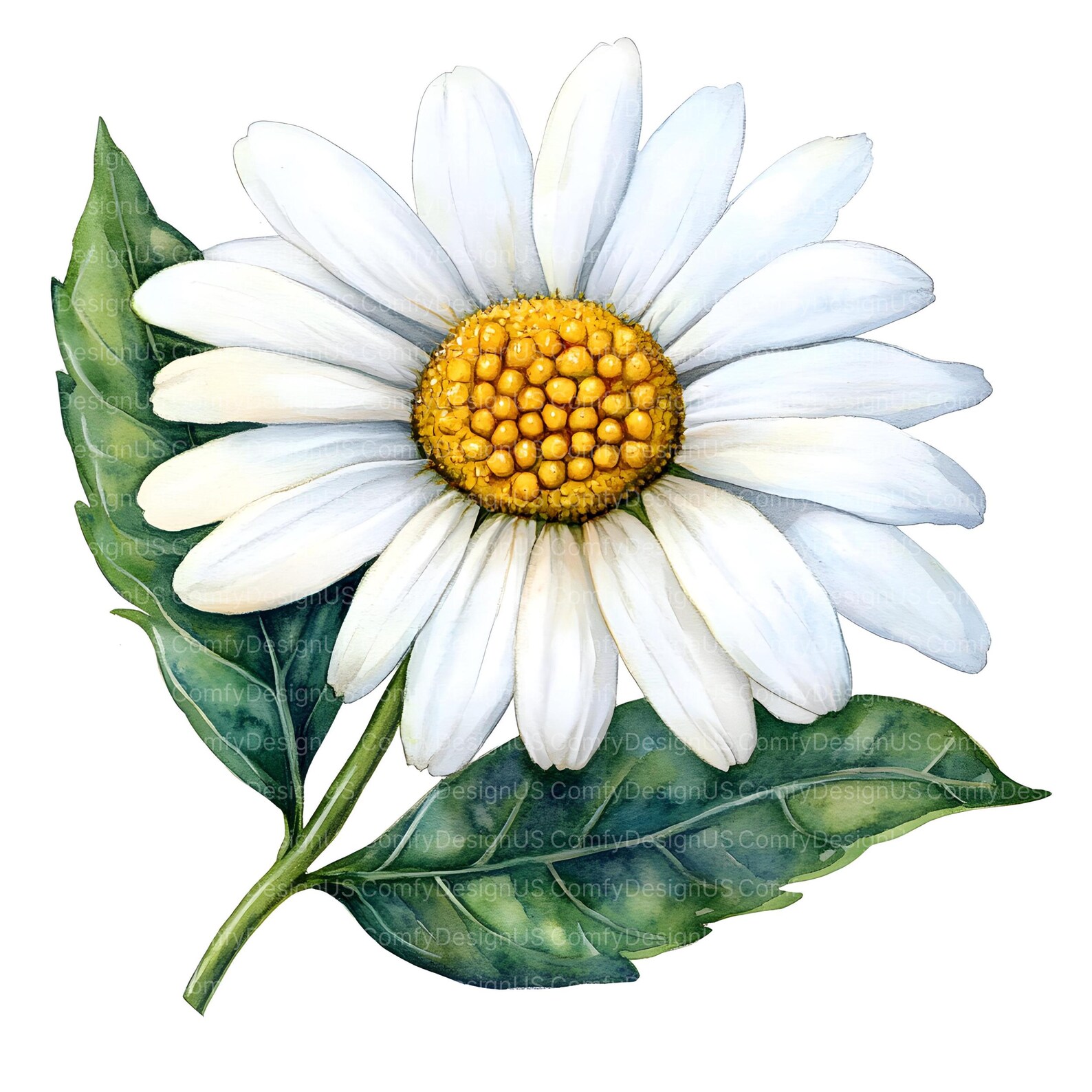 12 Watercolor Daisy Clipart, Daisies Clipart, Spring Flower, High ...