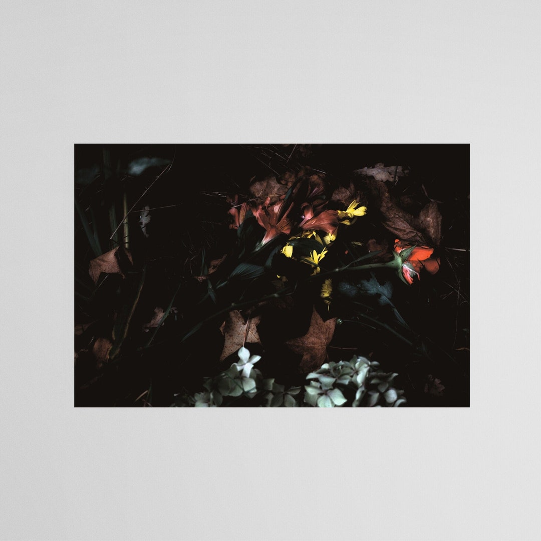 Romantic Fallen Red Rose at Night Digital Download, Single Red Rose ...