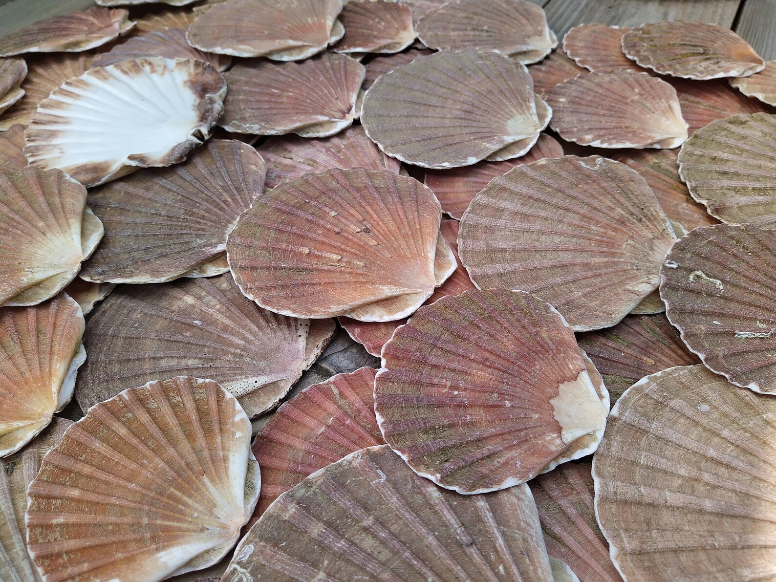 Sea Shells, Flat Shells. Flat Scallop Seashells. - Etsy UK