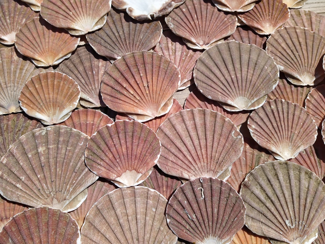 Sea shells Flat shells. flat scallop seashells. | Etsy