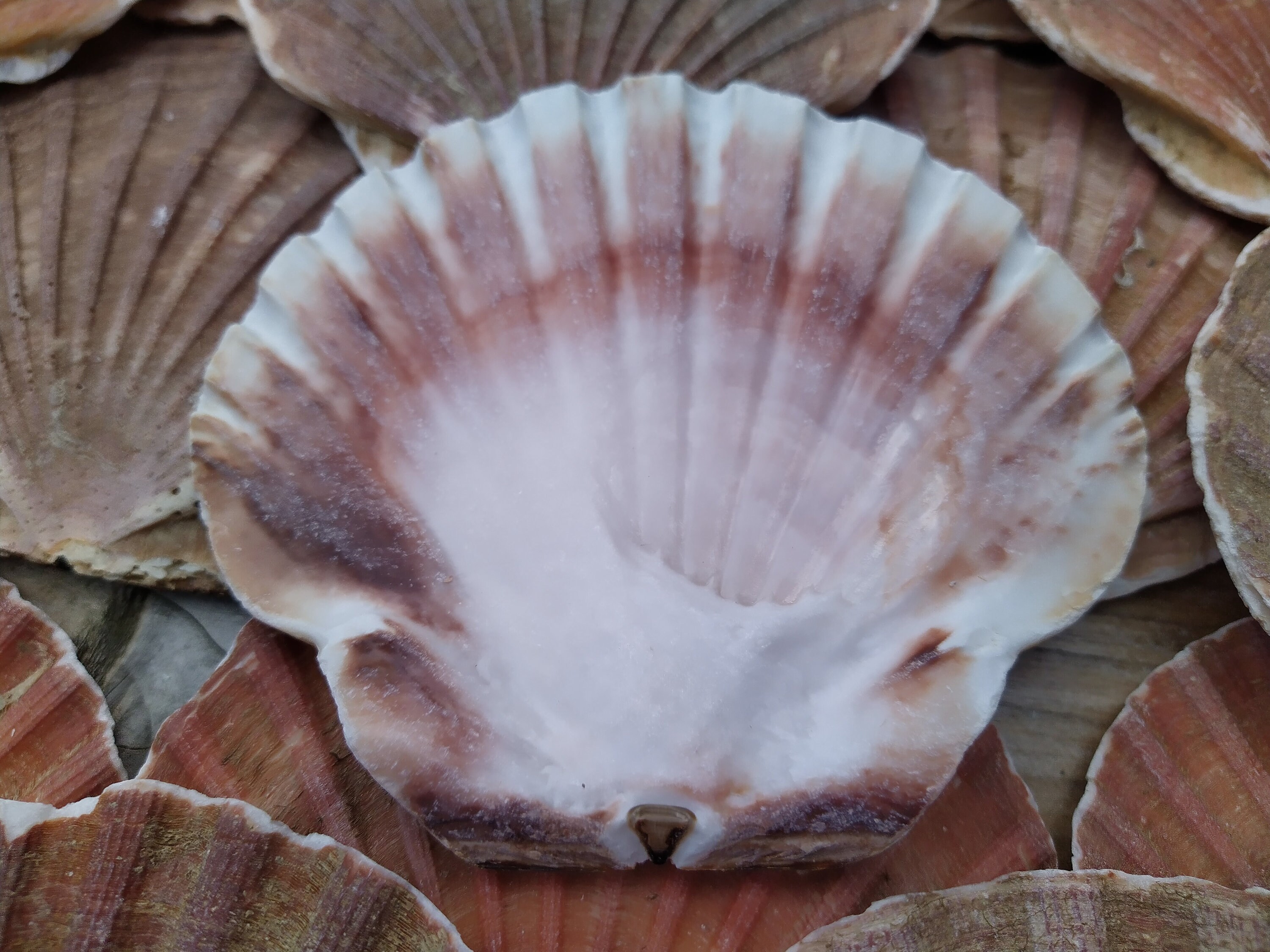 Sea shells Flat shells. flat scallop seashells. | Etsy