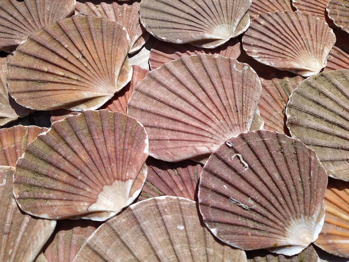 Sea Shells Flat Shells. Flat Scallop Seashells. - Etsy