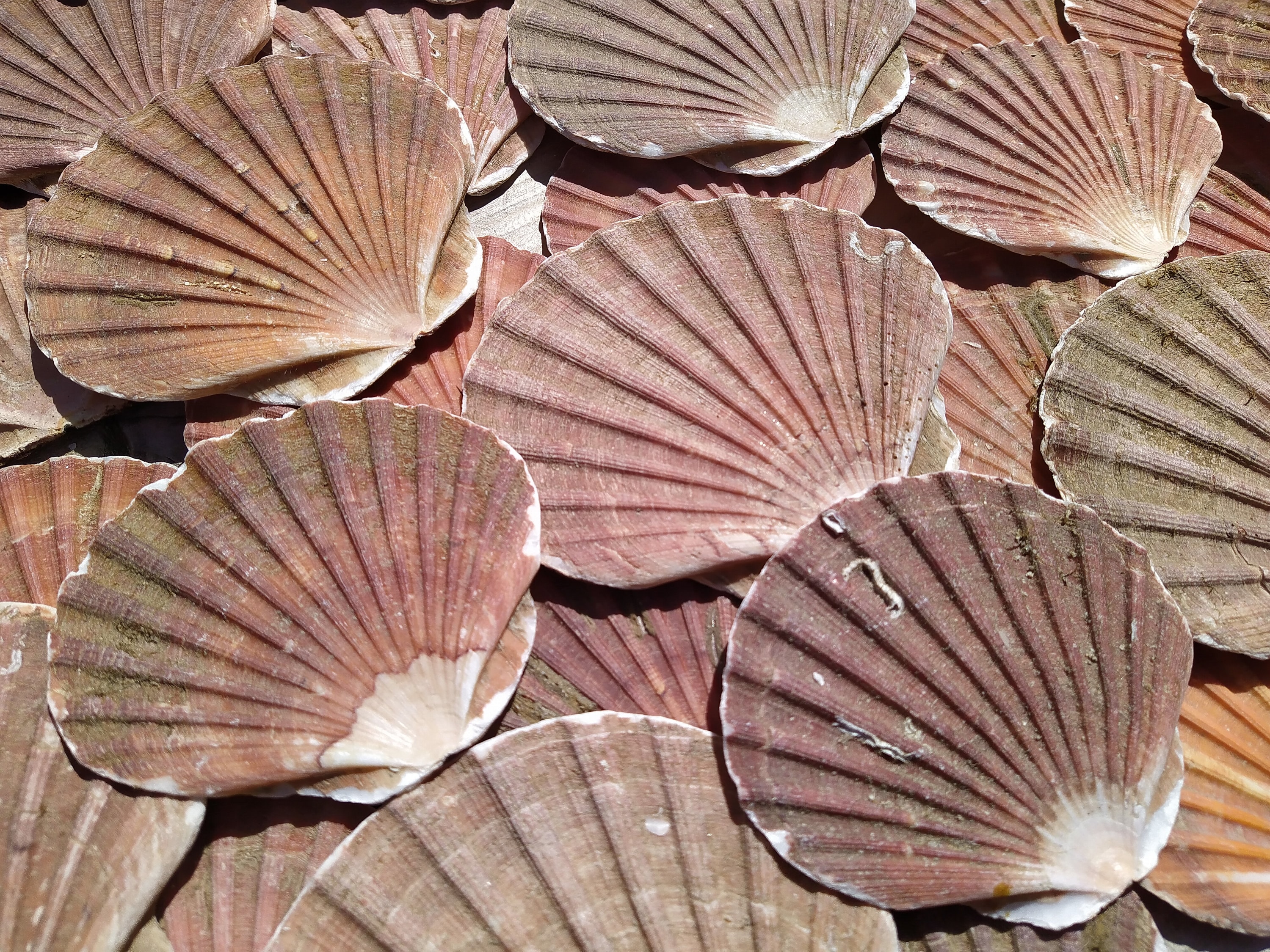 Sea Shells Flat Shells. Flat Scallop Seashells. - Etsy UK