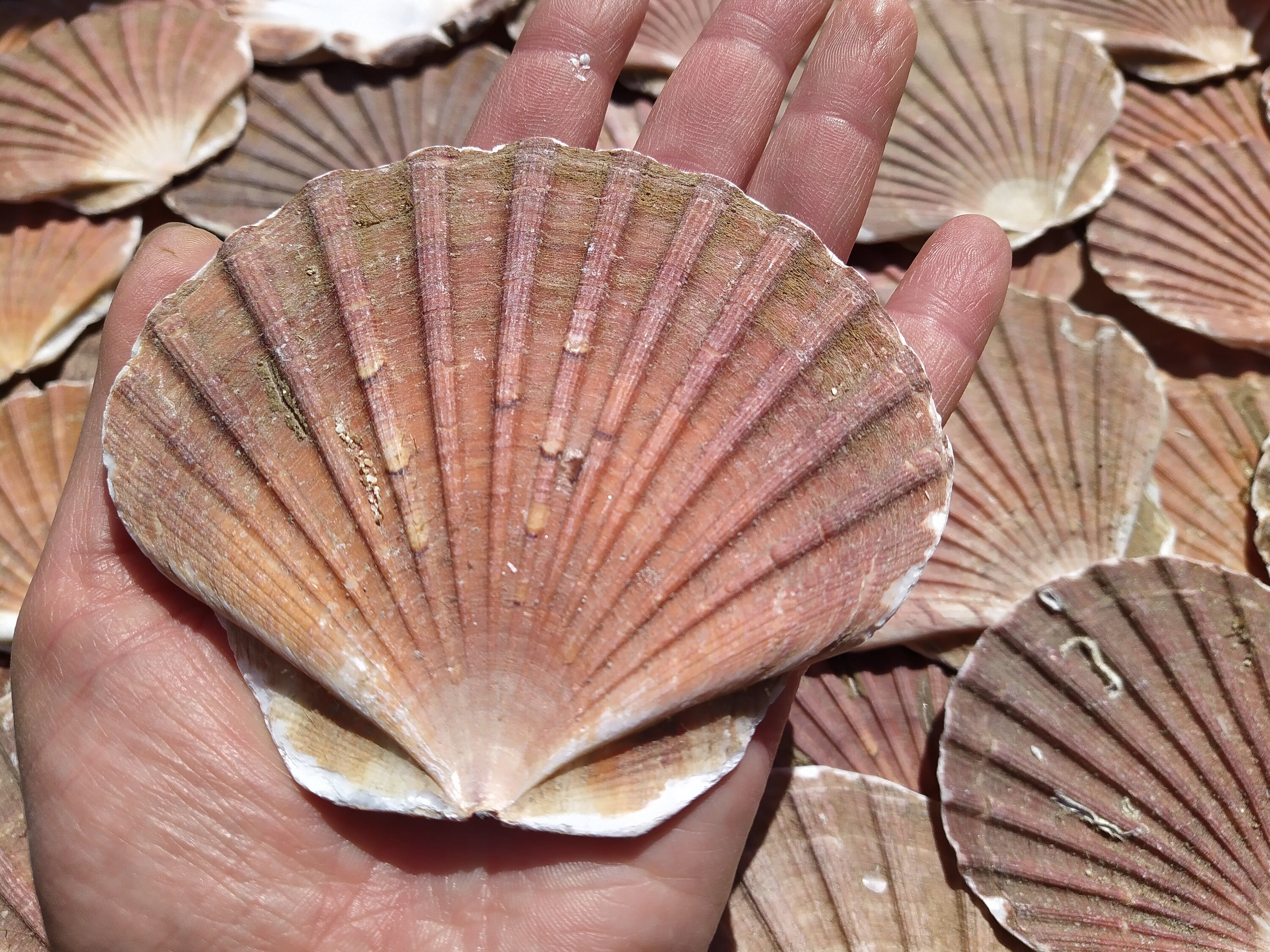 Sea shells Flat shells. flat scallop seashells. | Etsy