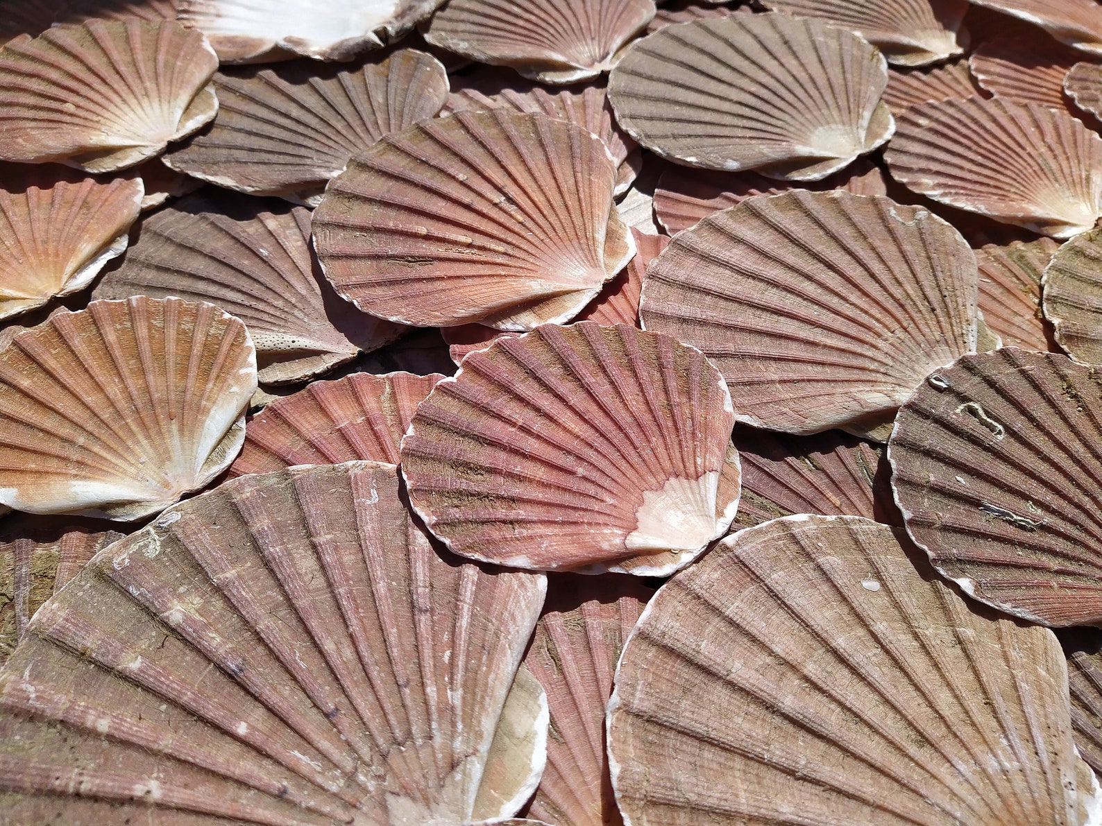 Sea Shells, Flat Shells. Flat Scallop Seashells. - Etsy UK