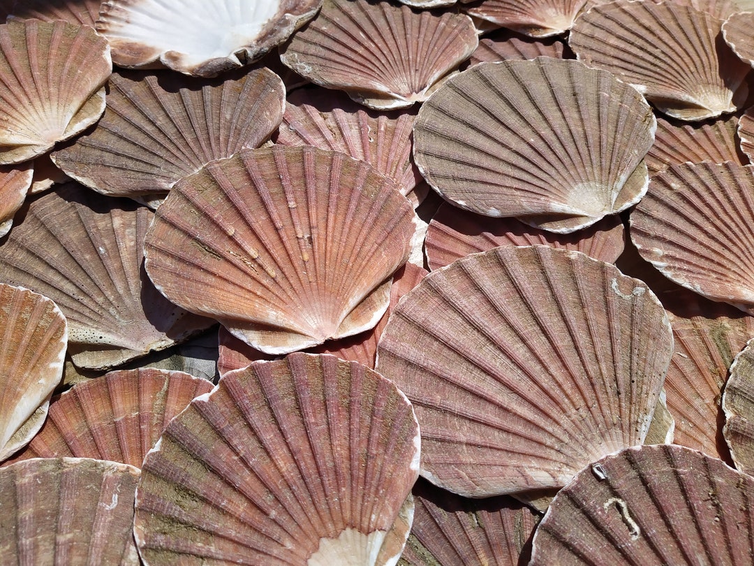 Sea Shells, Flat Shells. Flat Scallop Seashells. - Etsy UK