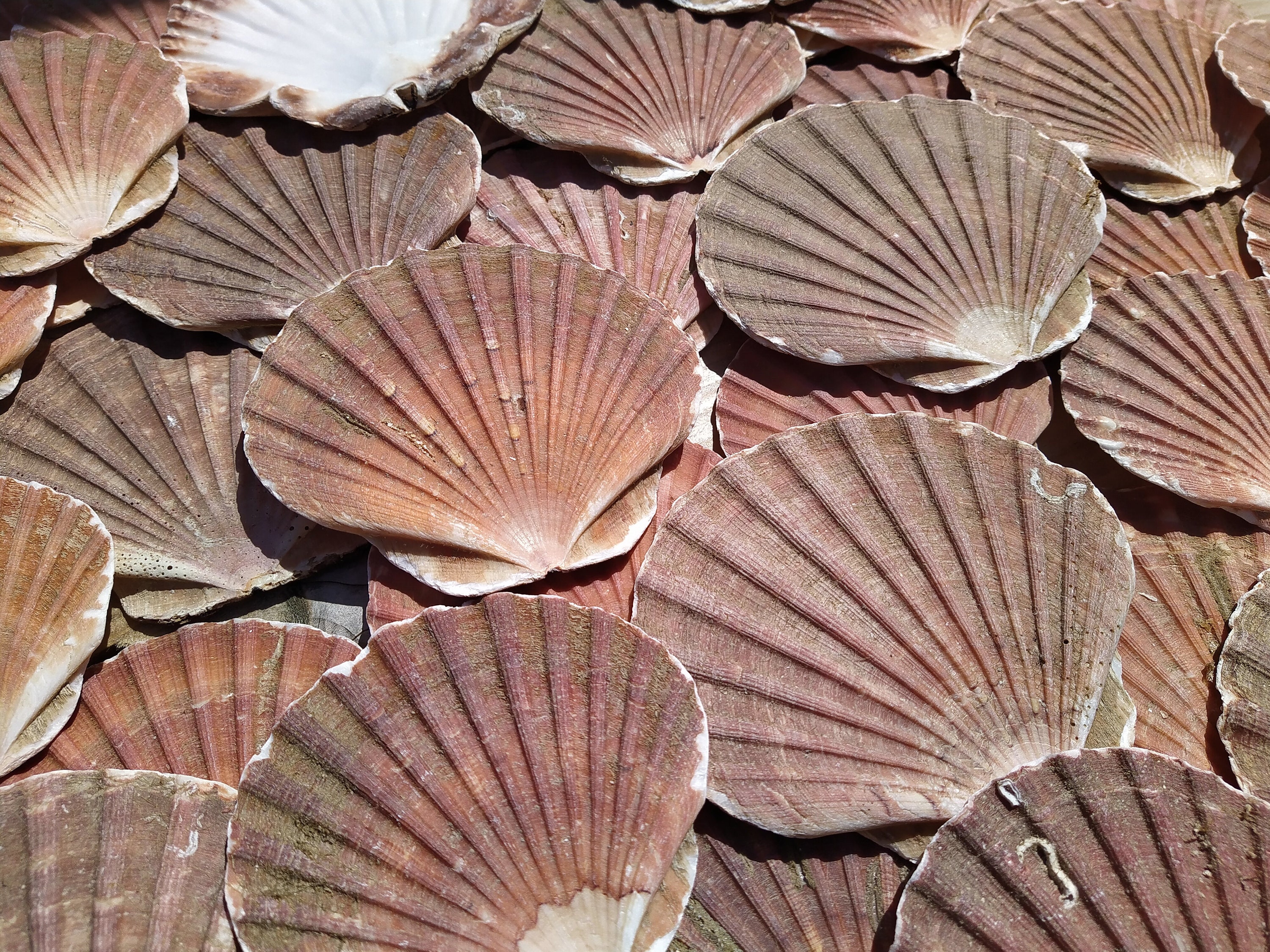 Sea Shells, Flat Shells. Flat Scallop Seashells. - Etsy UK