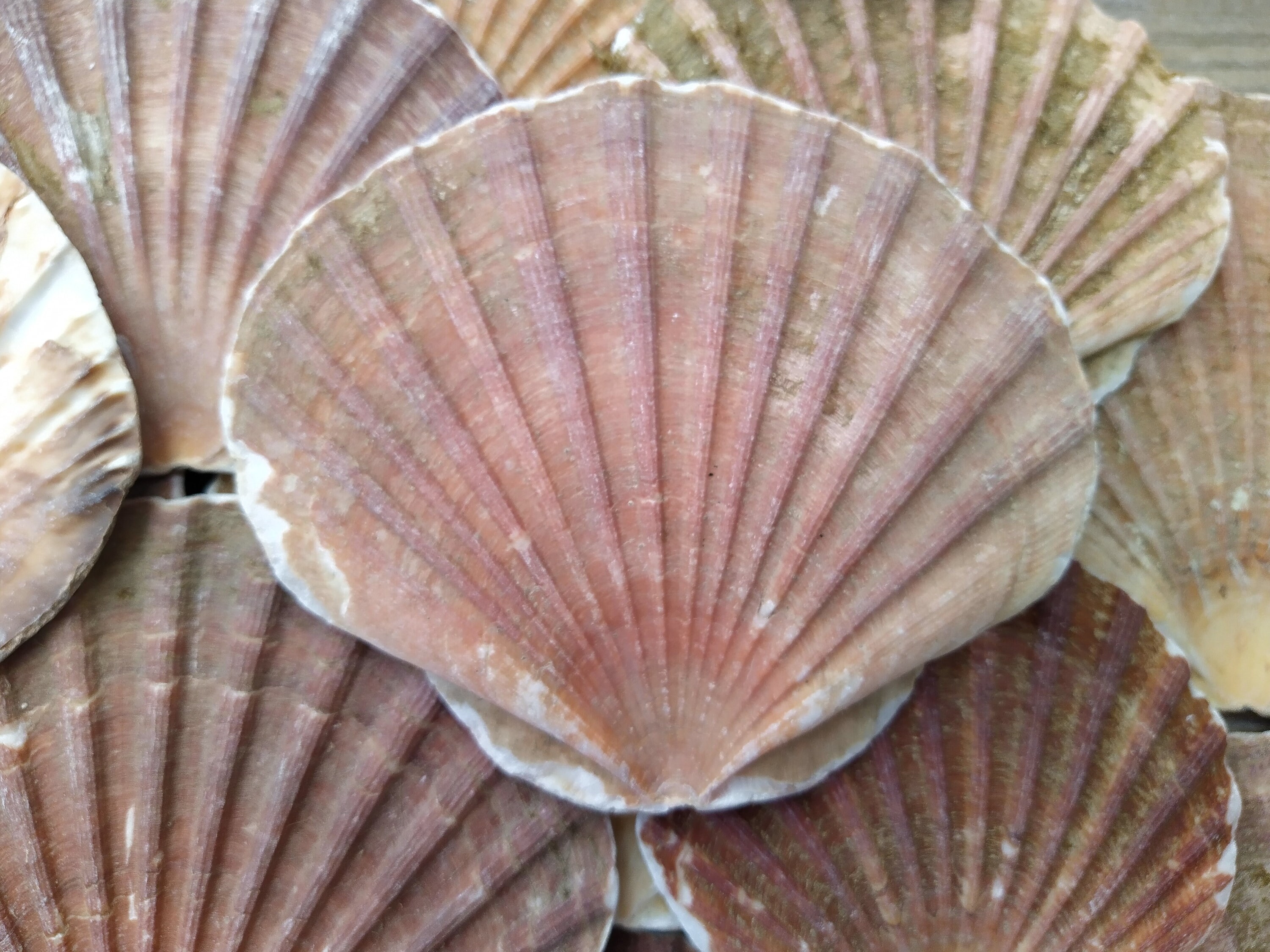 Sea shells Flat shells. flat scallop seashells. | Etsy