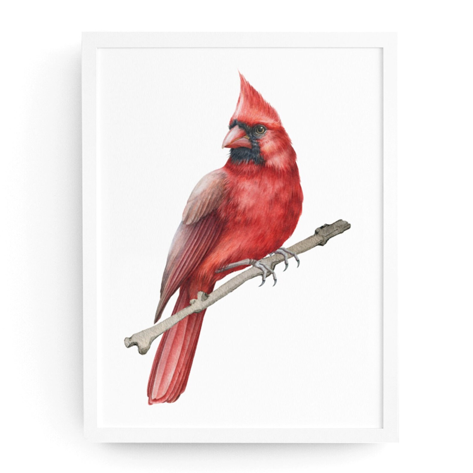Red Cardinal Bird Wall Art Watercolor Illustration Print - Etsy