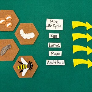 Bee Life Cycle Felt Set /teacher Resource/education Felt/felt Board ...