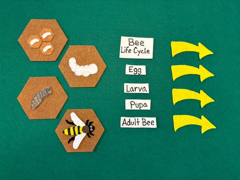 Bee Life Cycle Felt Set /teacher Resource/education Felt/felt Board ...