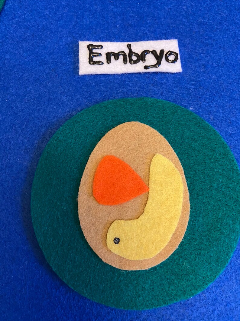 Chicken Life Cycle Felt Board Set - Teacher Resource - Etsy