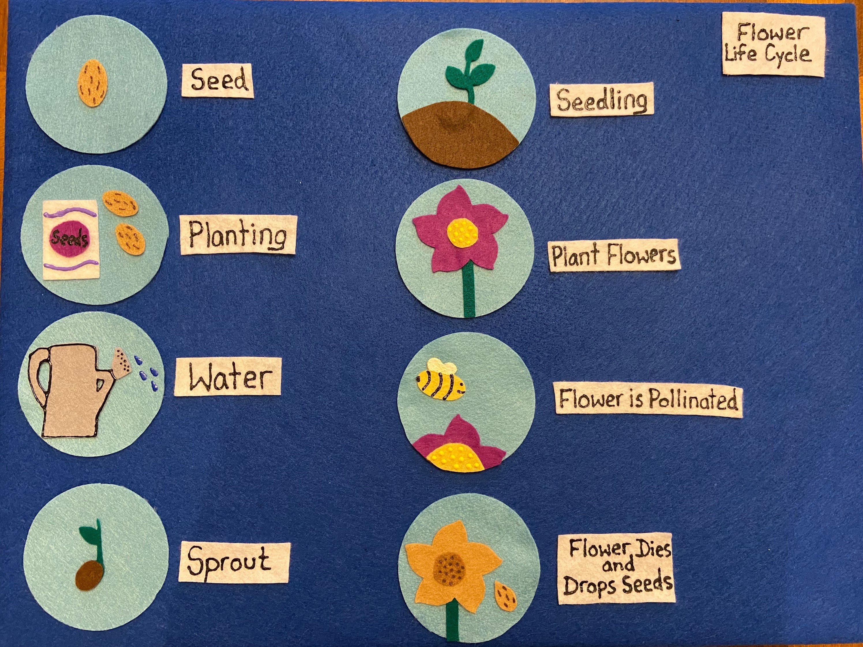 Life Cycle Of A Flower Felt Set Teacher Etsy 5216