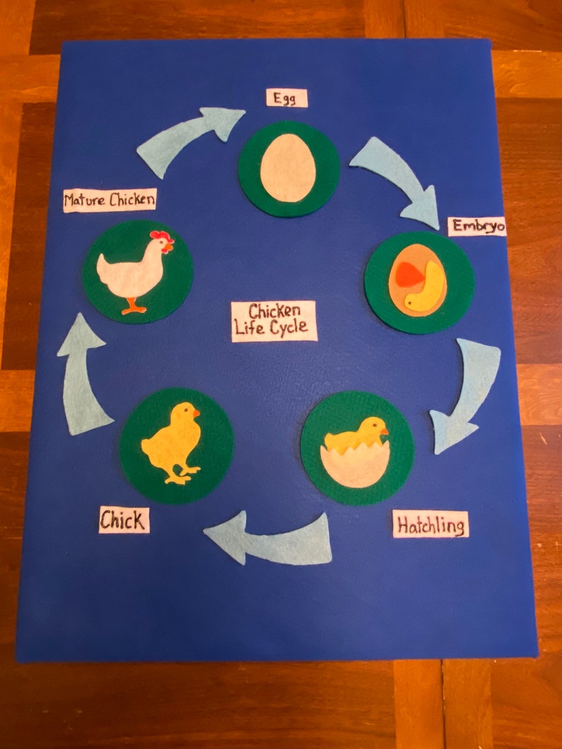 Chicken Life Cycle Felt Board Set - Teacher Resource - Etsy