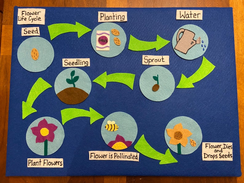 Life Cycle of a Flower Felt Set / Teacher Resource/ Education Felt ...