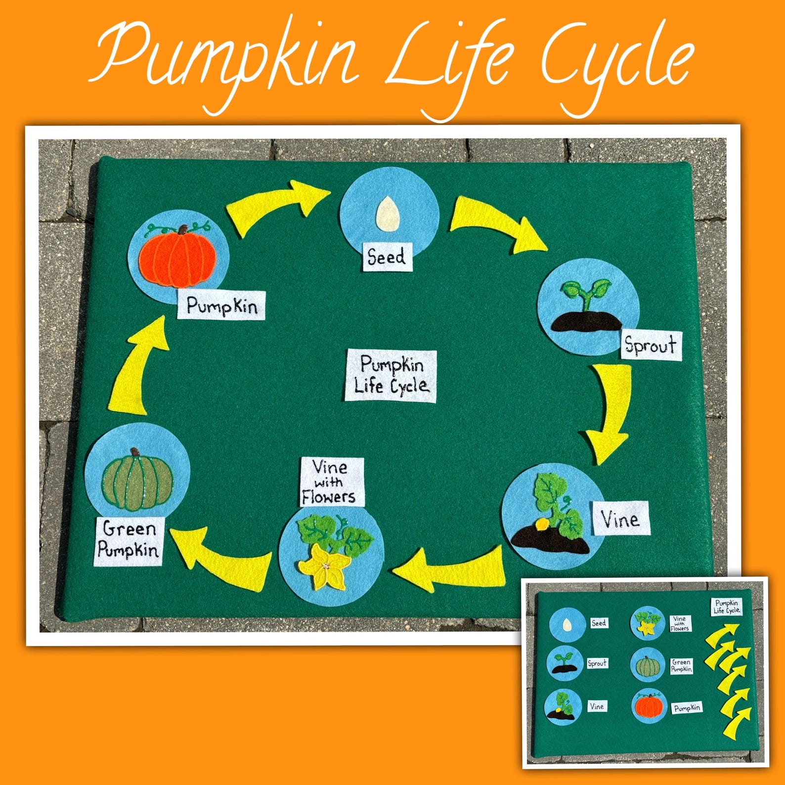 Life Cycle of a Pumpkin Felt Set // Teacher Resource//education Felt ...