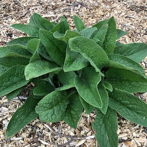 Comfrey Roots - Bocking 14 X 5 Roots Organically Grown - Etsy
