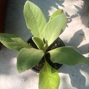 Mullein Seed (verbascum Thapsus) X 500 Organic Seed - Etsy