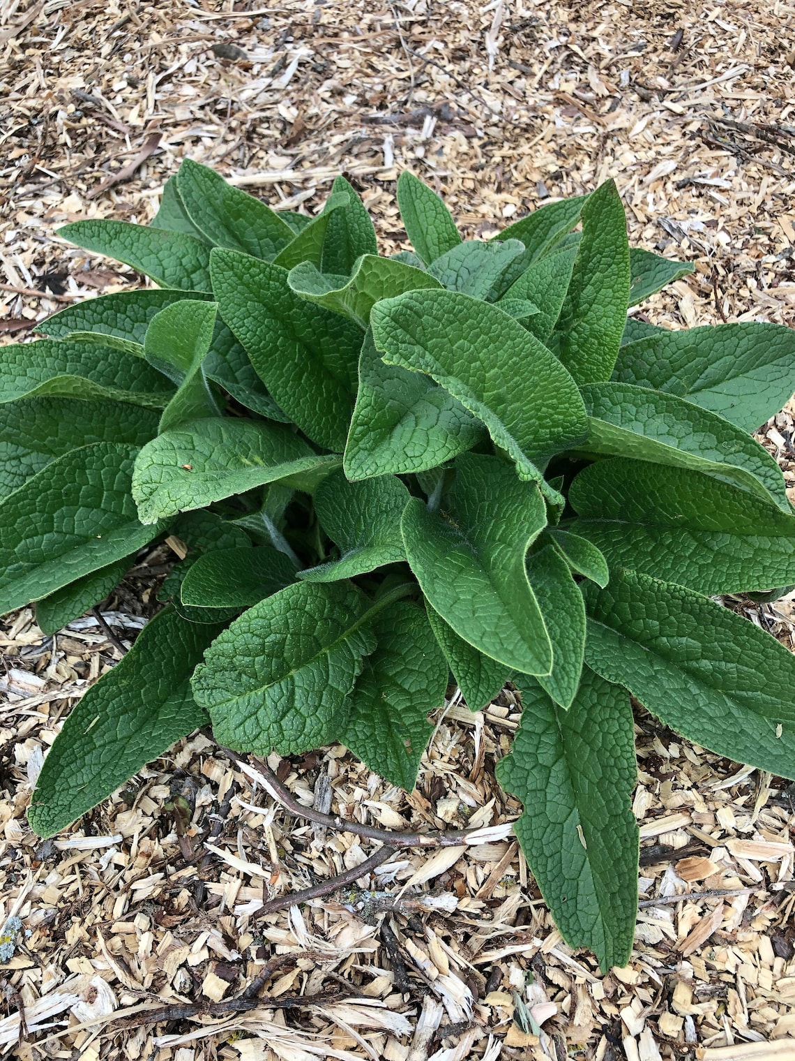 Comfrey Roots Bocking 14 X 5 Roots Organically Grown - Etsy